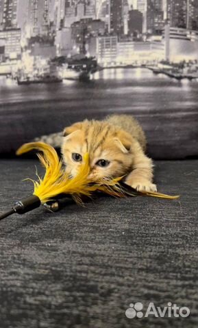 Котята скоттиш килт