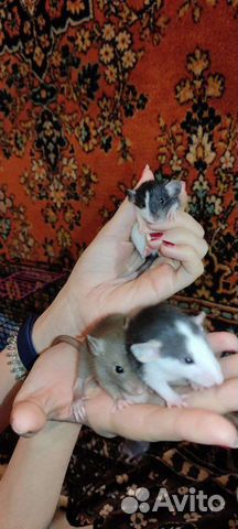 Крыса дамбо