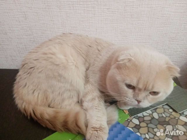 Шотландский кот на вязку