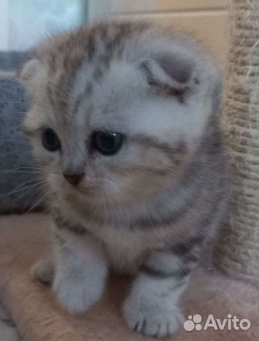 Котенок шотландский вислоухий (девочка)