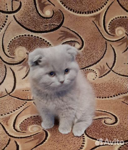 Шотландские вислоухие котята