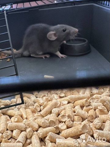 Крыса дамбо