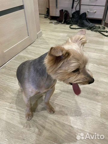 Йоркширский терьер