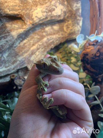 Ресничатый бананоед