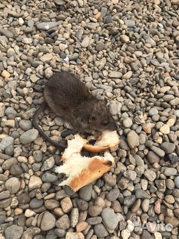 Домашняя крыска