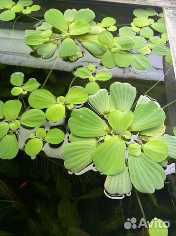 Растения пистия и лимнобиум