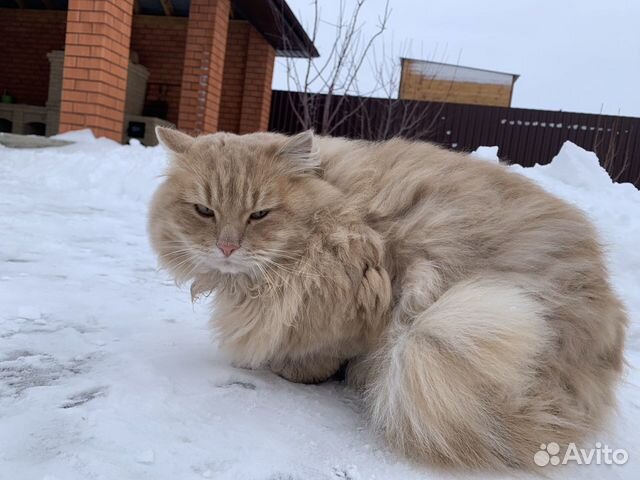 Персидская