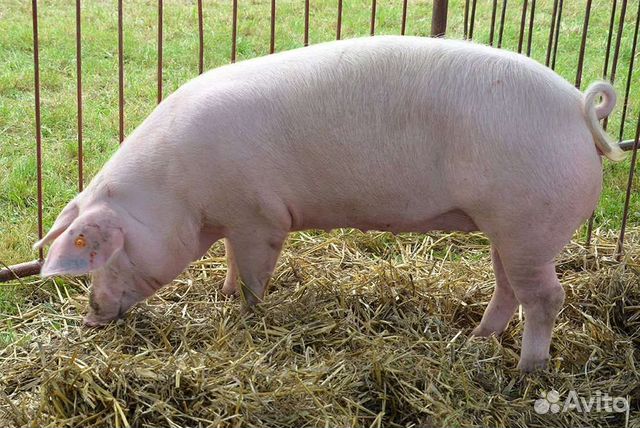 Свиньи живым весом