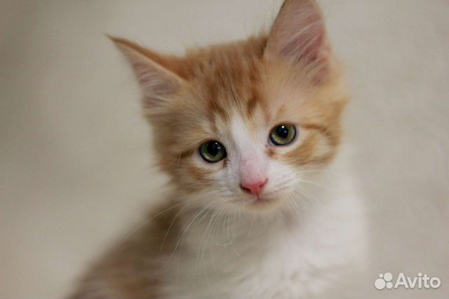 Солнечный котенок., 1,5 месяца