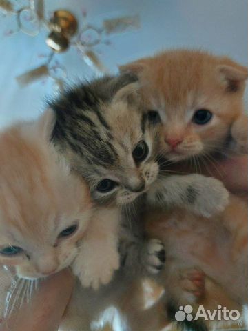 Вислоухие котята