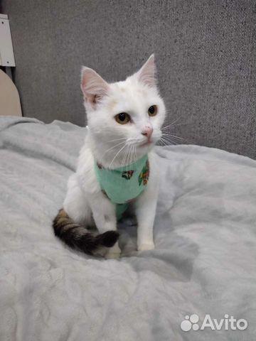 Кошка