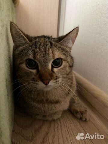 Кошка в добрые руки