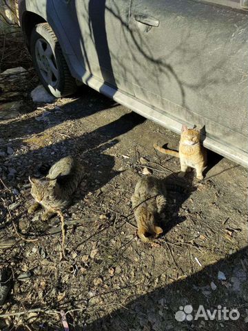 Рыжий котенок и полосатый котёнок