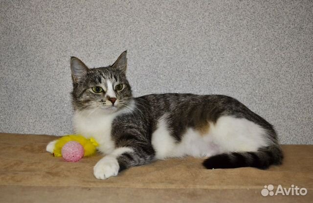 Кошка Мальвина в добрые руки