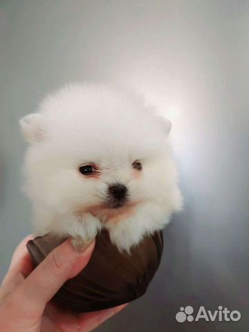 Померанский шпиц микро