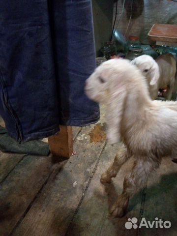 Козлята помесные от 1 нед. до 6 месяцев