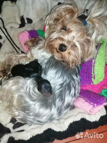 Йоркширский терьер мини