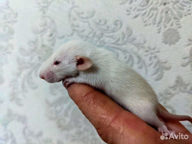 Крысята дамбо