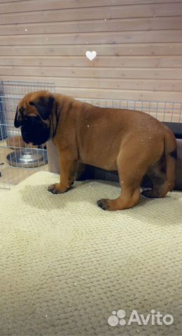 Бульмастиф