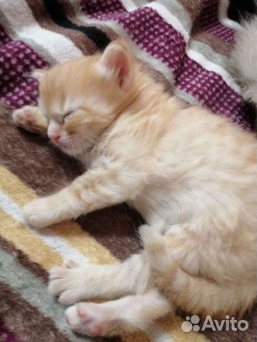 Отдам рыжего котёнка в добрые руки
