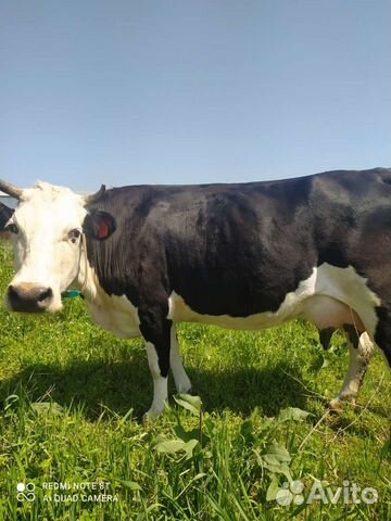 Корова высокоудойная