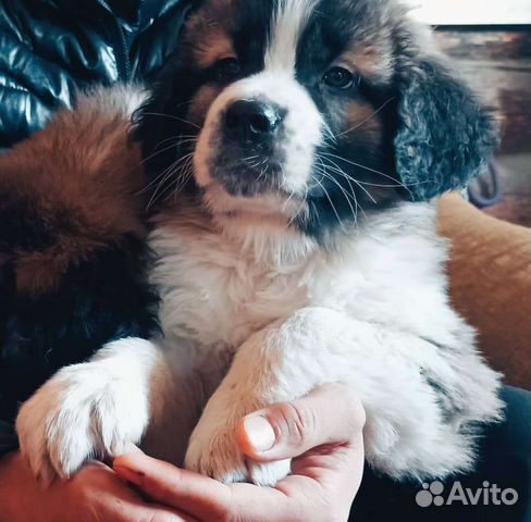 Московская сторожевая