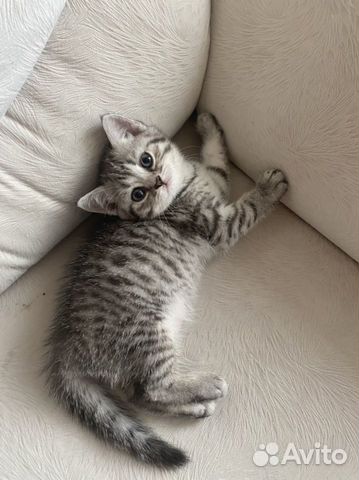 Шотландские прямоухие котята