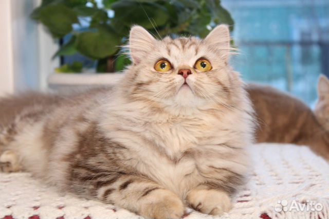 Британские котята, девочки