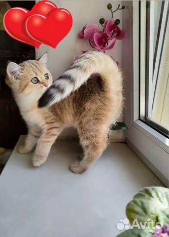 Очаровательная шотландская кошечка