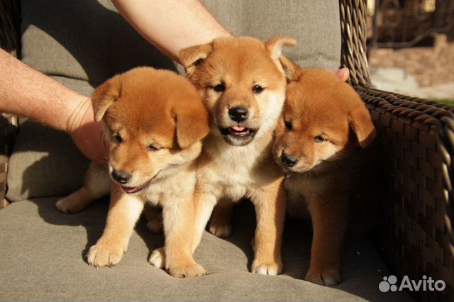 Щенки Сиба Ину шоу класс
