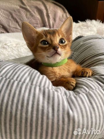Абиссинская кошка