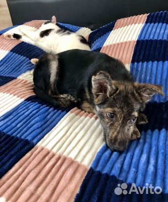 Малышка Пальма ищет дом