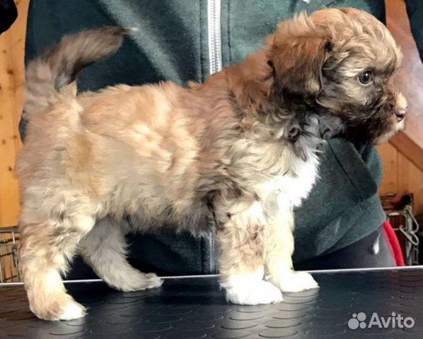 Эксклюзив,красота и милота в одном щенке