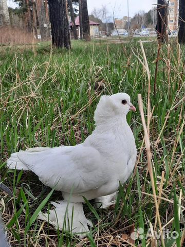 Ручной домашниый экотический Голубь