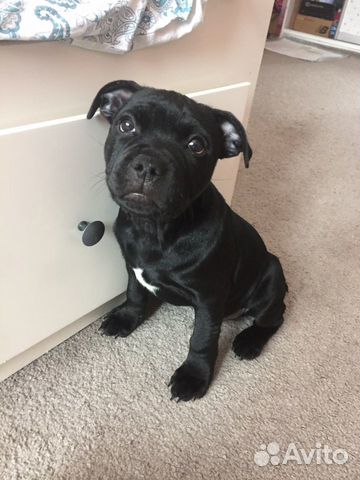 Стаффордширский бультерьер