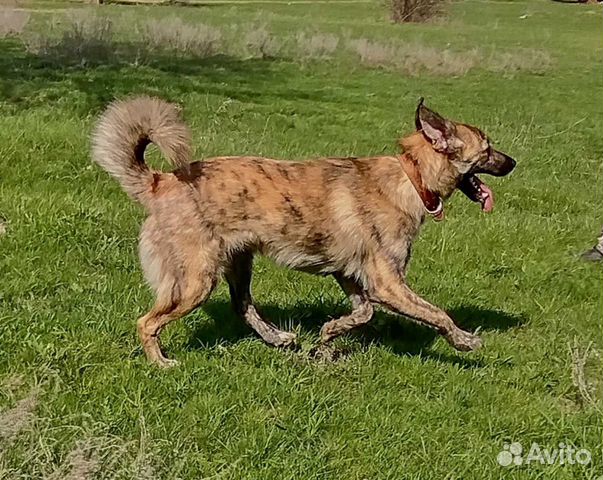 Кастрированный Граф ищет дом