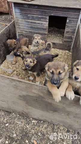 Щенки в дар