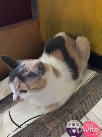 Ласковая кошечка