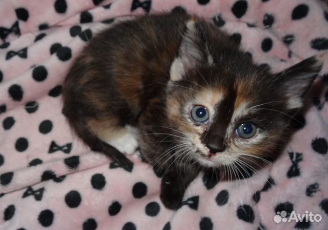 Котенок