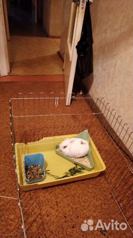 Отдаём кролика в добрые руки