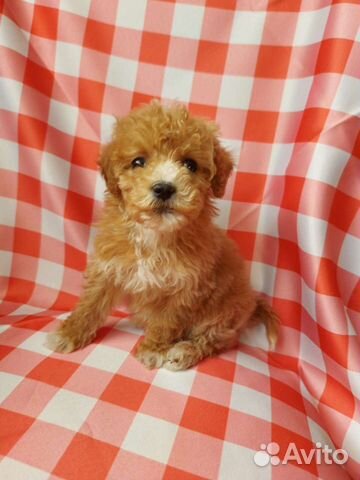 Мальтипу мини девочка ириска f1