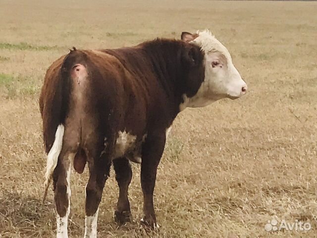 Телята бычки