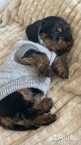 Ерширский терьер мини