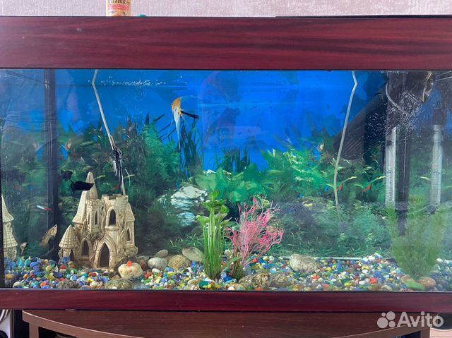 Аквариумные рыбки, аквариум