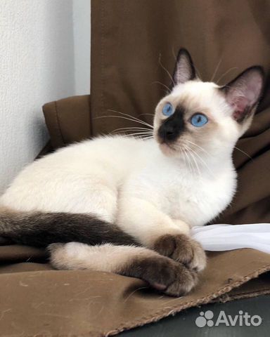 Тайский котёнок