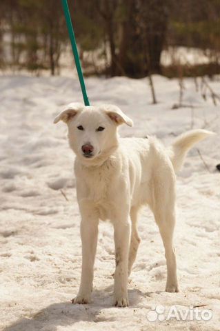 Умка в добрые руки