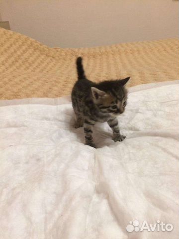 Котята в добрые руки даром