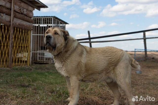 Среднеазиатская овчарка в добрые руки