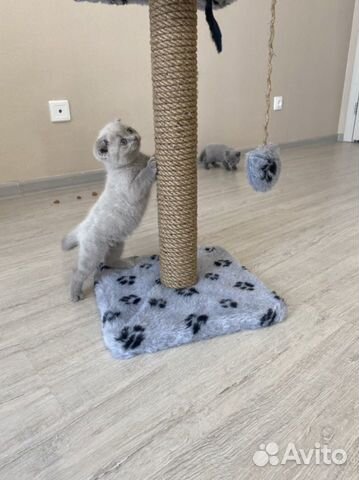 Шотландские вислоухие котята