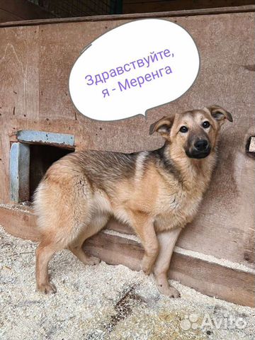 Собака в добрые руки, зовут Меренга